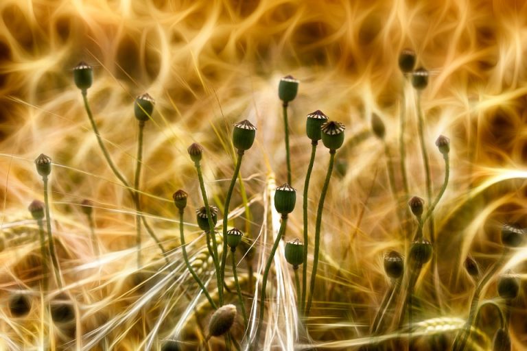 Alcaloidi: cosa sono, dove si trovano e quali sono i loro effetti ...