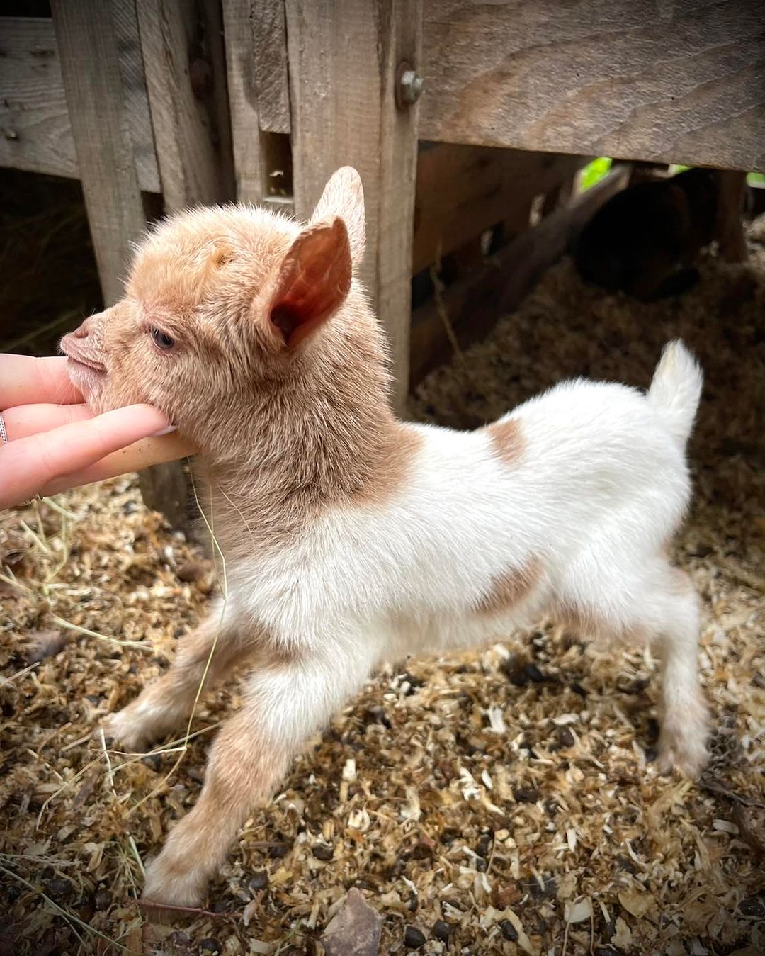 Capra nana: il nuovo animale da compagnia che ha conquistato i francesi ...